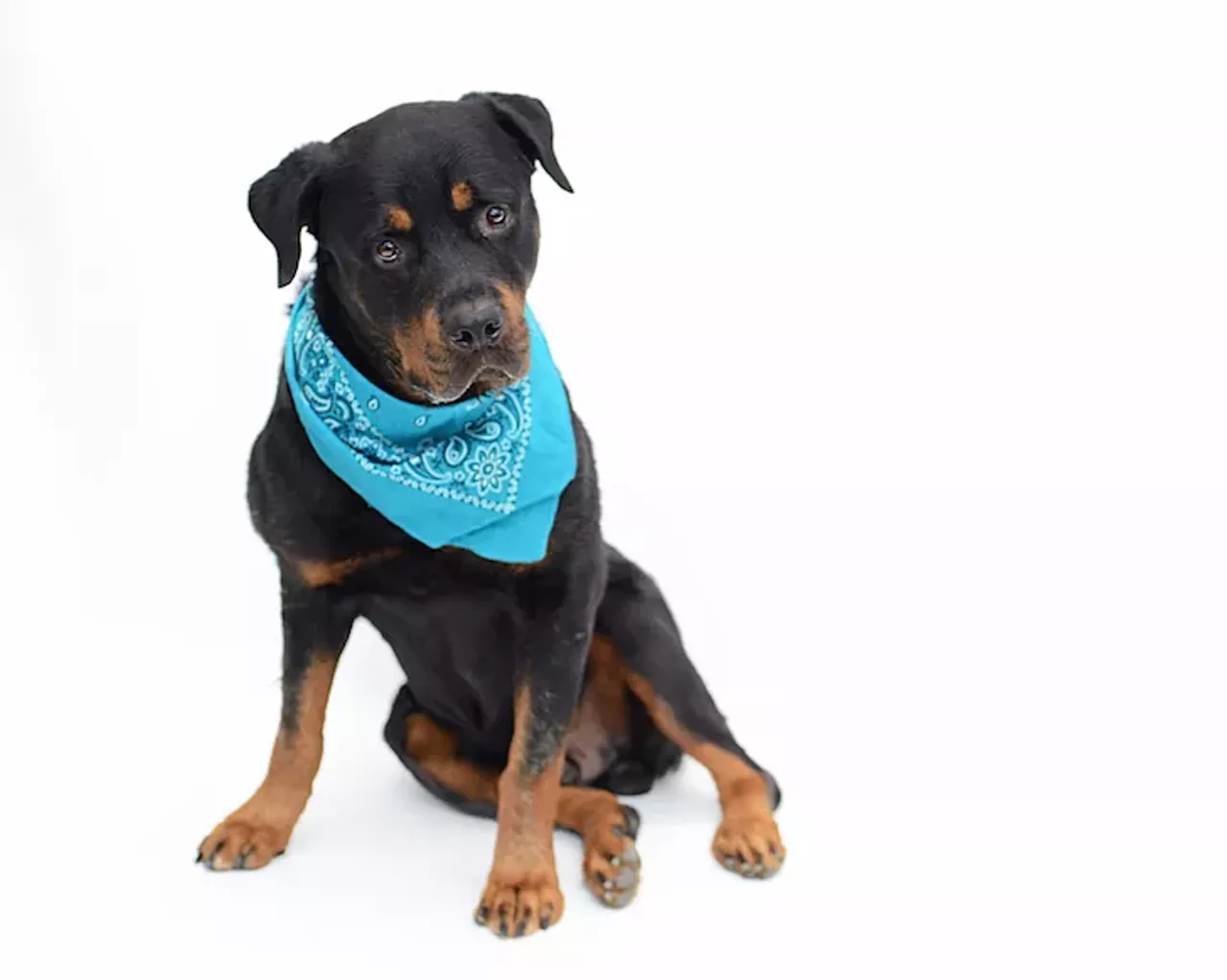 25 adoptable dogs looking to bust out of the pound ASAP | Orlando ...