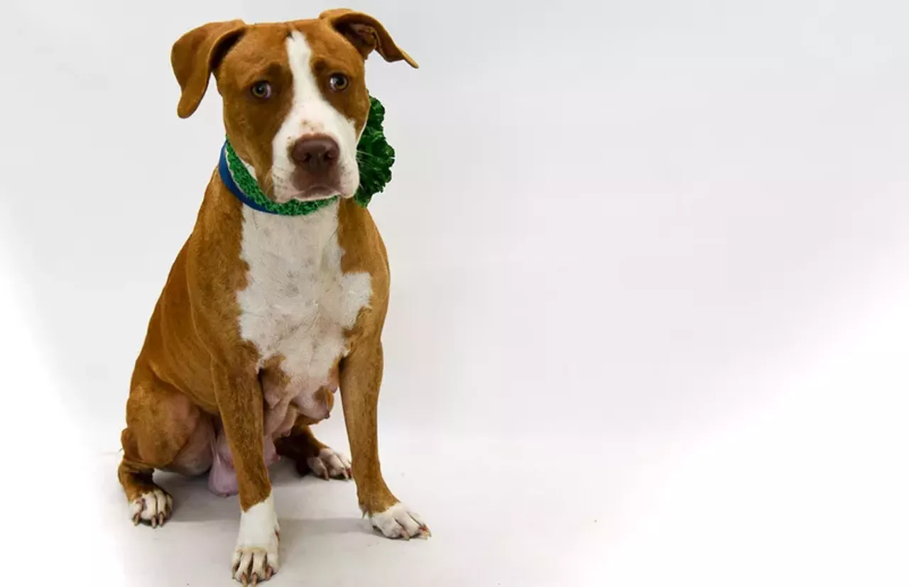 Check out these 21 adorable adoptable dogs from Orange County Animal ...