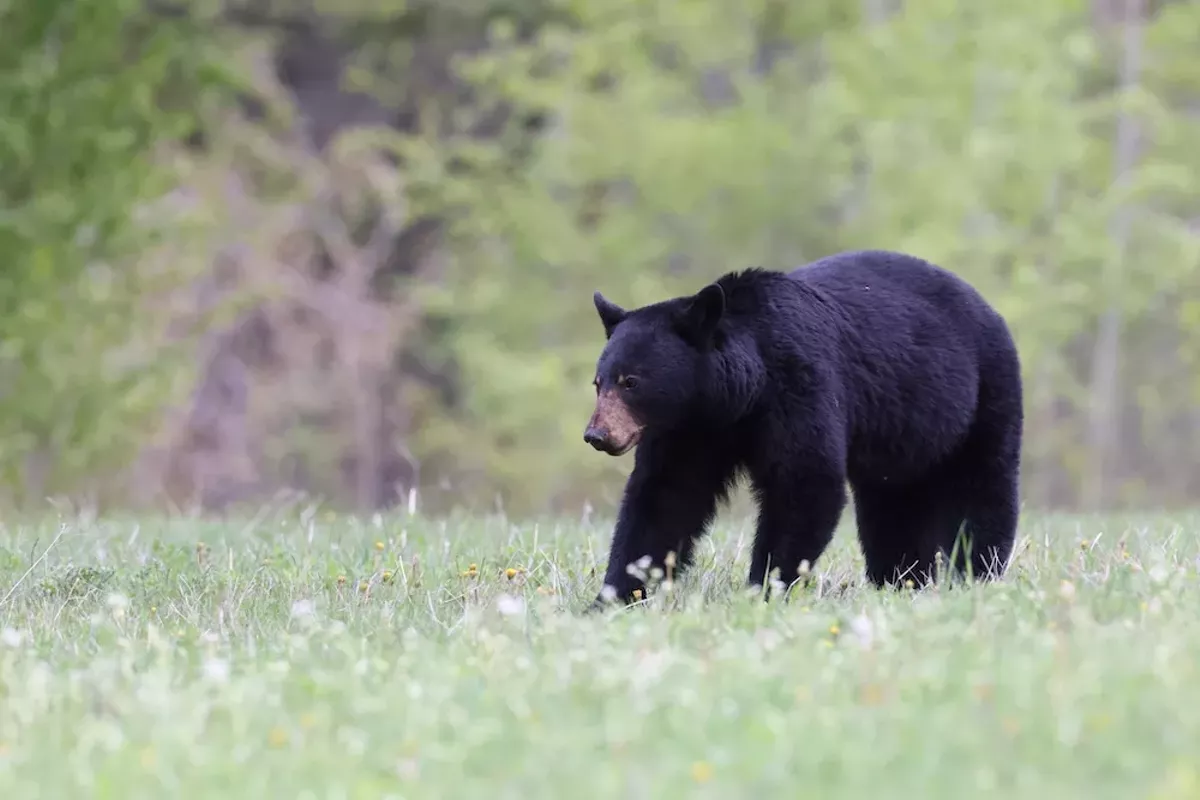 Florida Senate approves bill that allows shooting bears in self defense ...