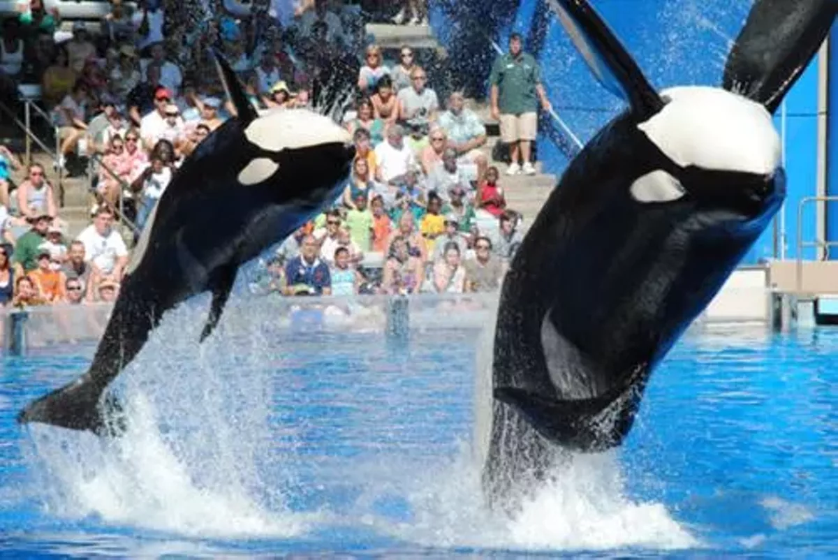 UCF grad and former SeaWorld intern takes issue with CNN's airing of ...