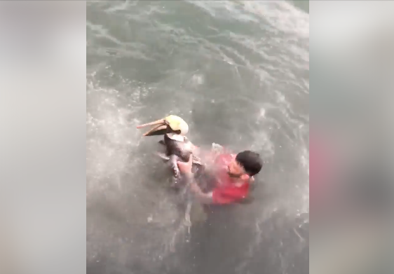 Florida pelican bites Maryland asshole after getting tackled | Orlando ...