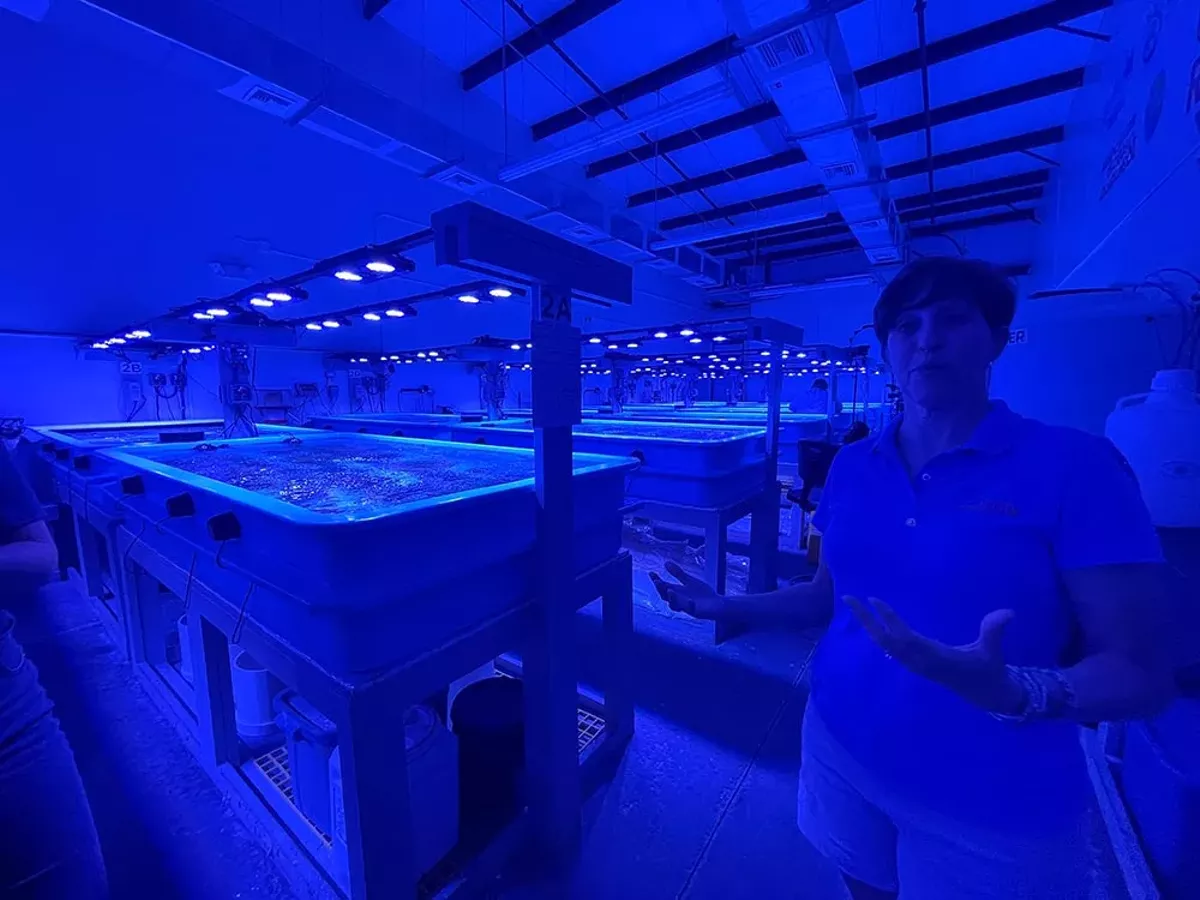 Get a rare look inside Orlando’s Florida Coral Rescue Center on the ...