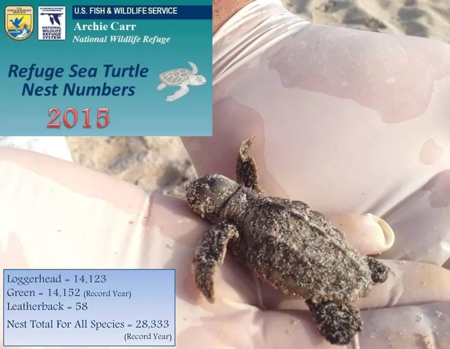 A record number of green sea turtles nested along Florida beaches in ...