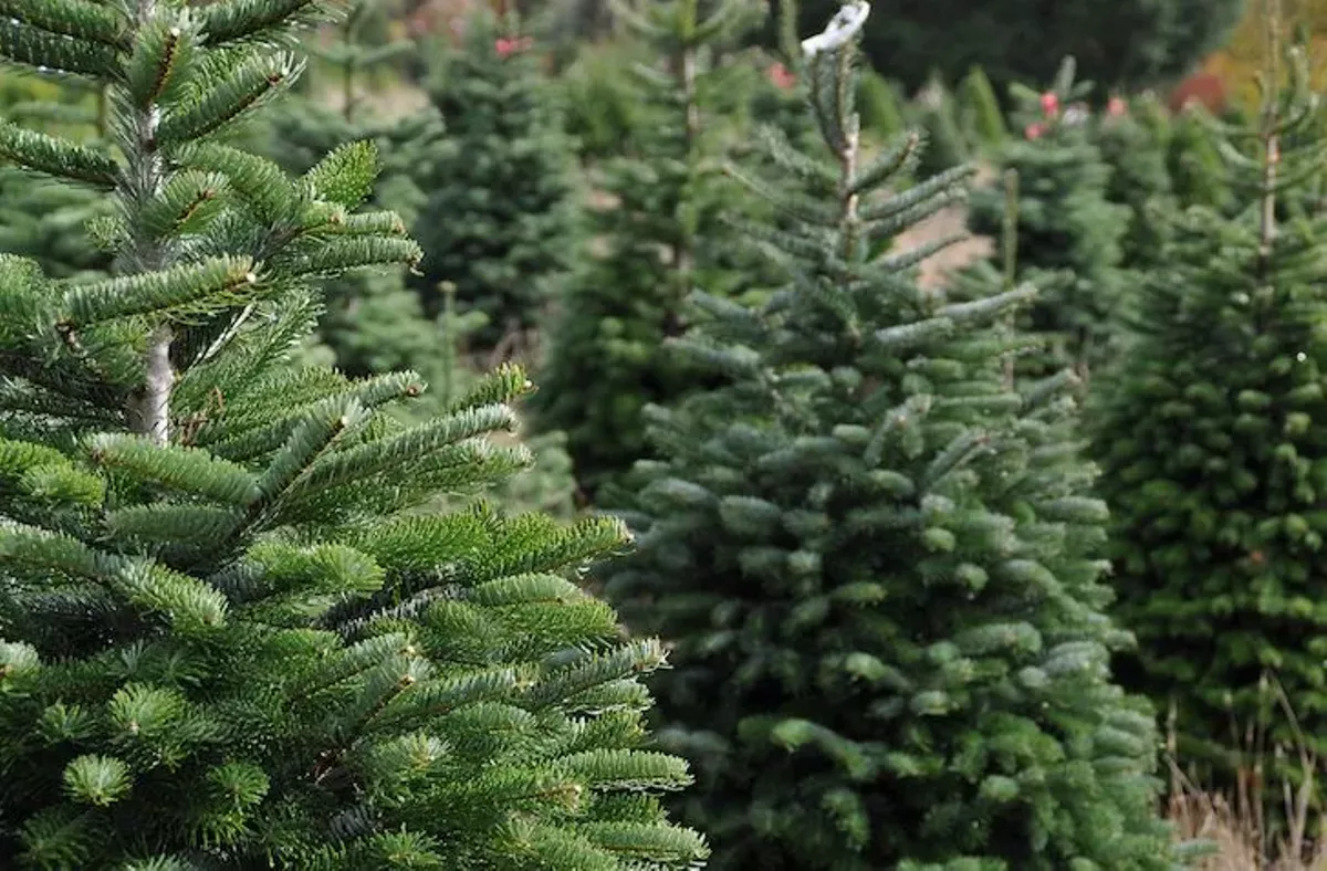 21 Christmas tree farms and Santa villages to visit in Central Florida ...