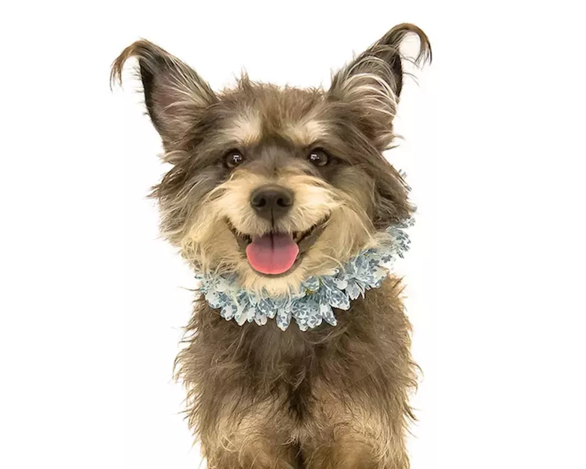 Pick me! 20 delightful dogs hoping you'll take them home | Orlando ...