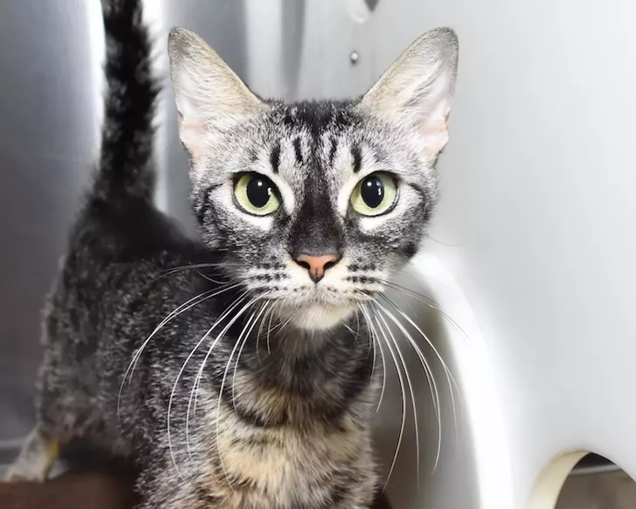 19 Orange County cats who will silently judge everyone but you ...