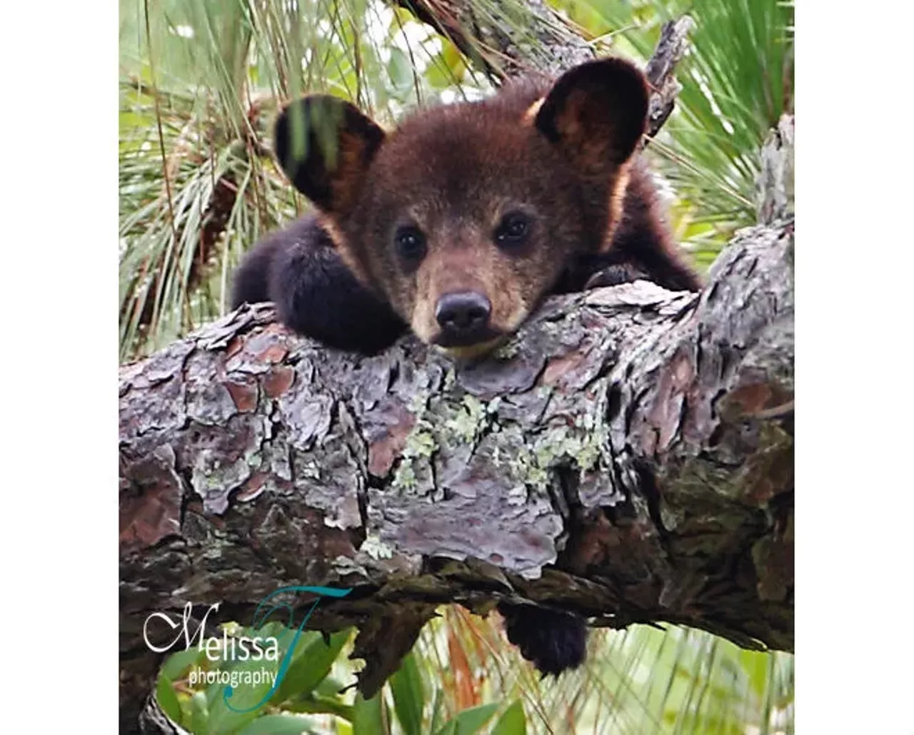 20 magnificent photos of Florida black bears | Orlando | Orlando Weekly